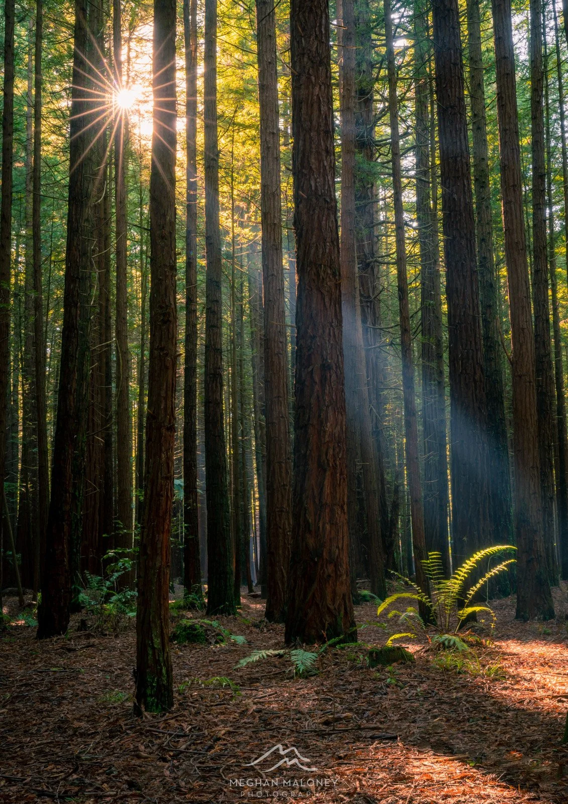 15 tips for photographing epic forest images