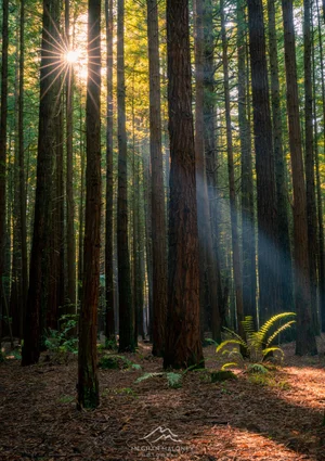 15 tips for photographing epic forest images