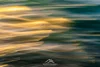 Beginners Guide to ICM (Intentional Camera Movement) Photography
