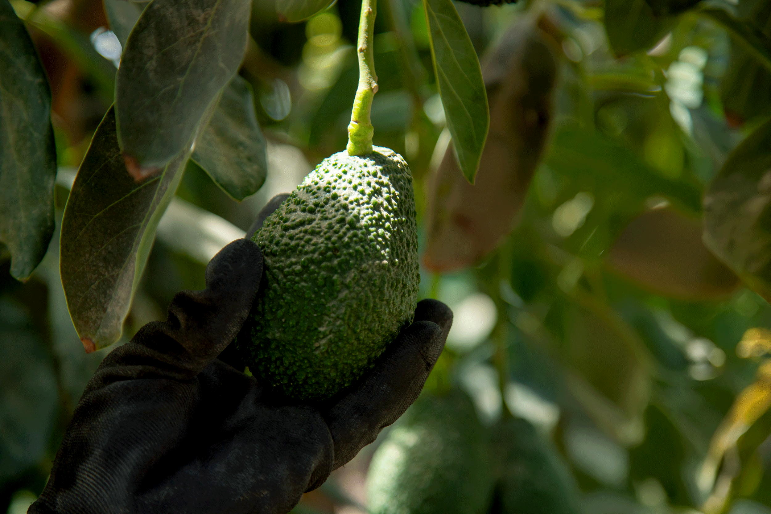Agrolatina | Líder agroexportador del Perú | Cultivando delicias desde ...