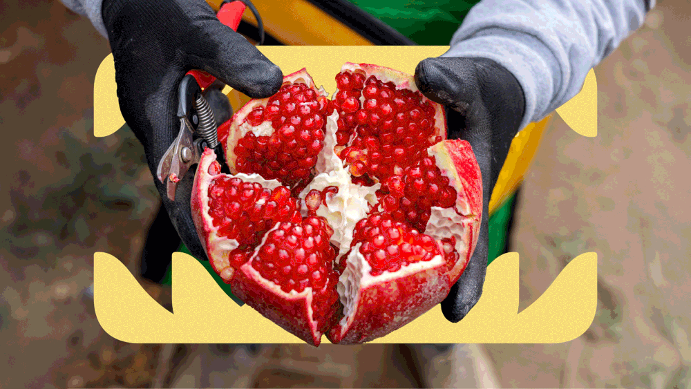 Agrolatina | Líder agroexportador del Perú | Cultivando delicias desde ...