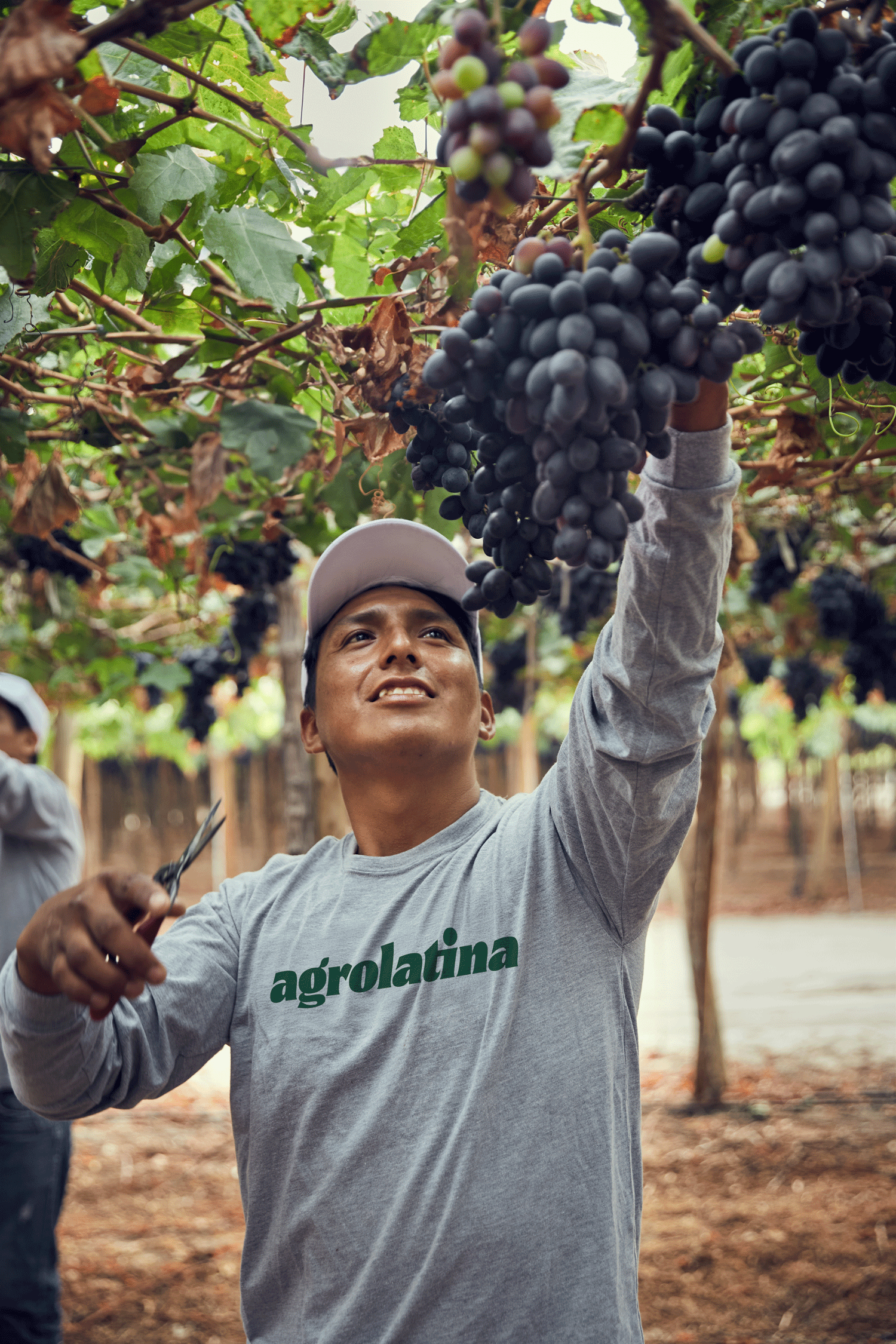 Agrolatina | Peru's Leading Agro-Exporter | Growing goodness since 2002