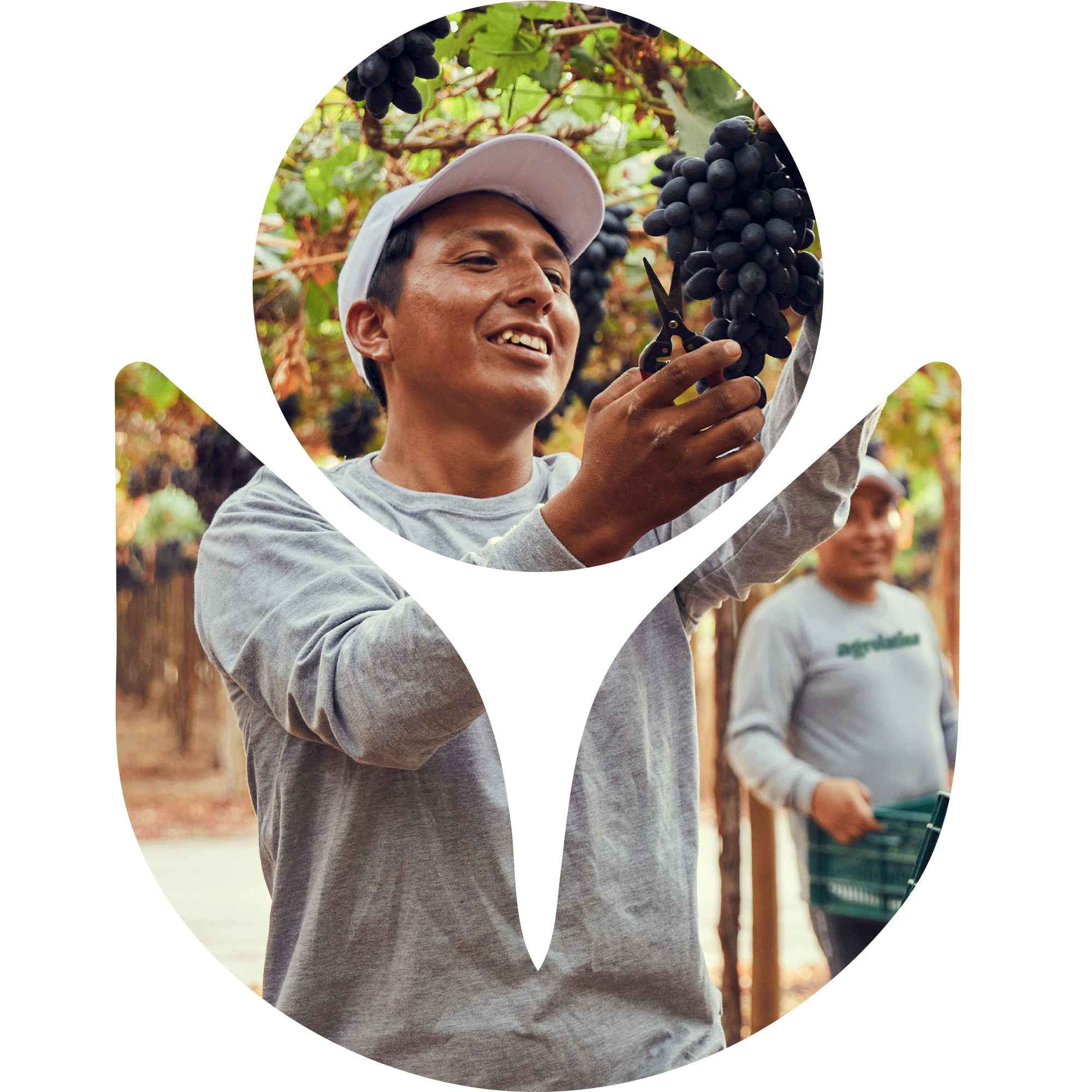 About Us — Agrolatina