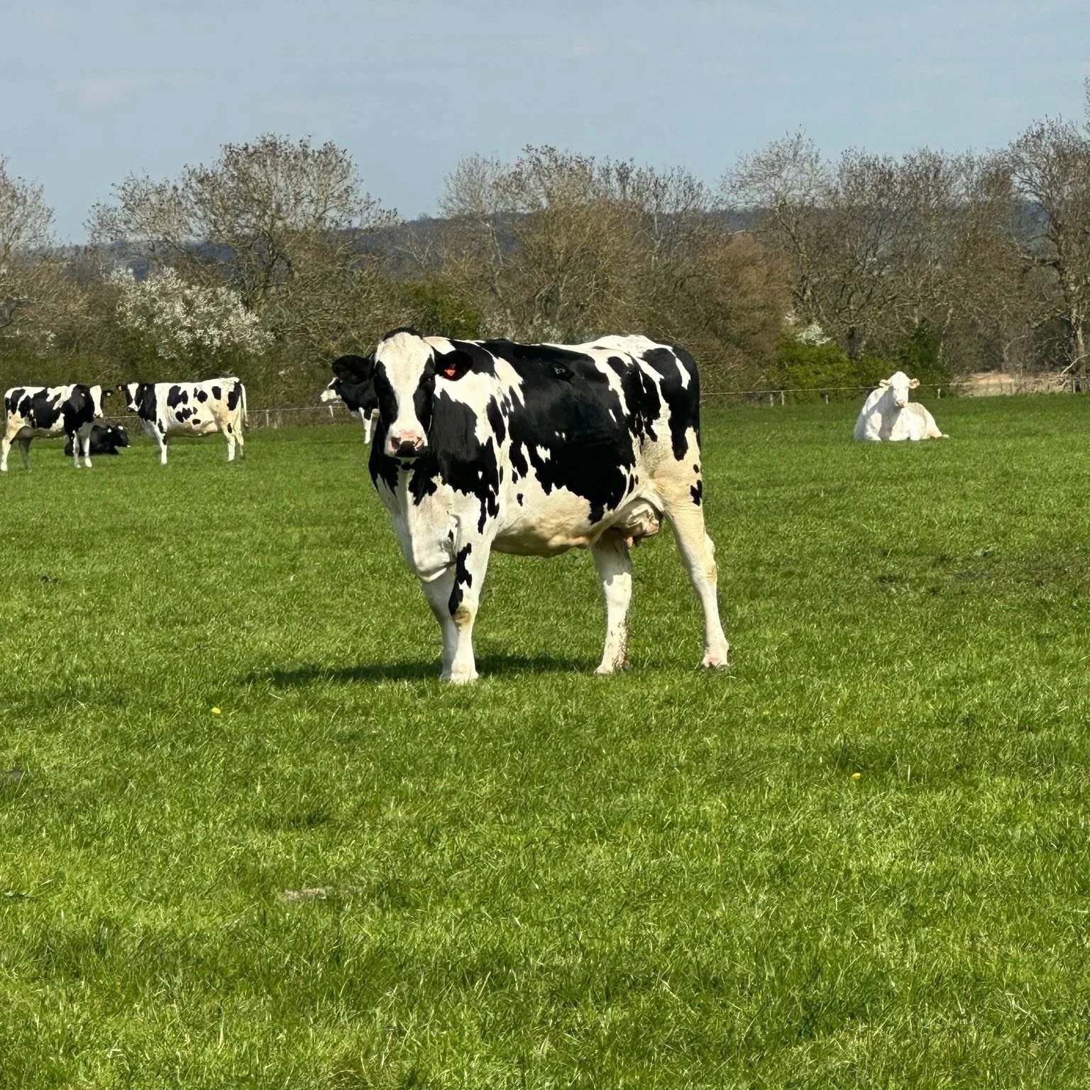 Colston Bassett Dairy