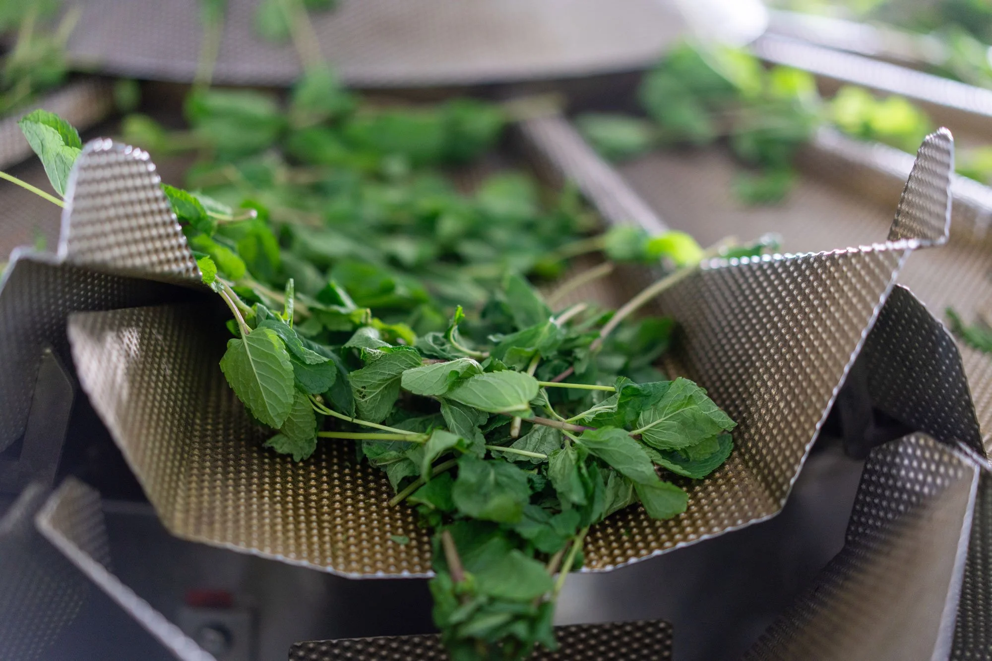 SPISA Group — Lincolnshire Herbs