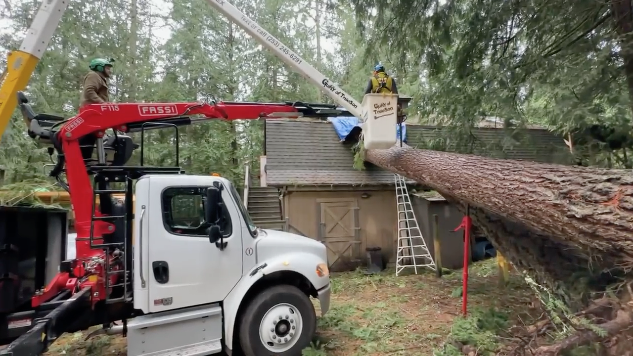 Services | Improve your property today - Get expert tree services ...