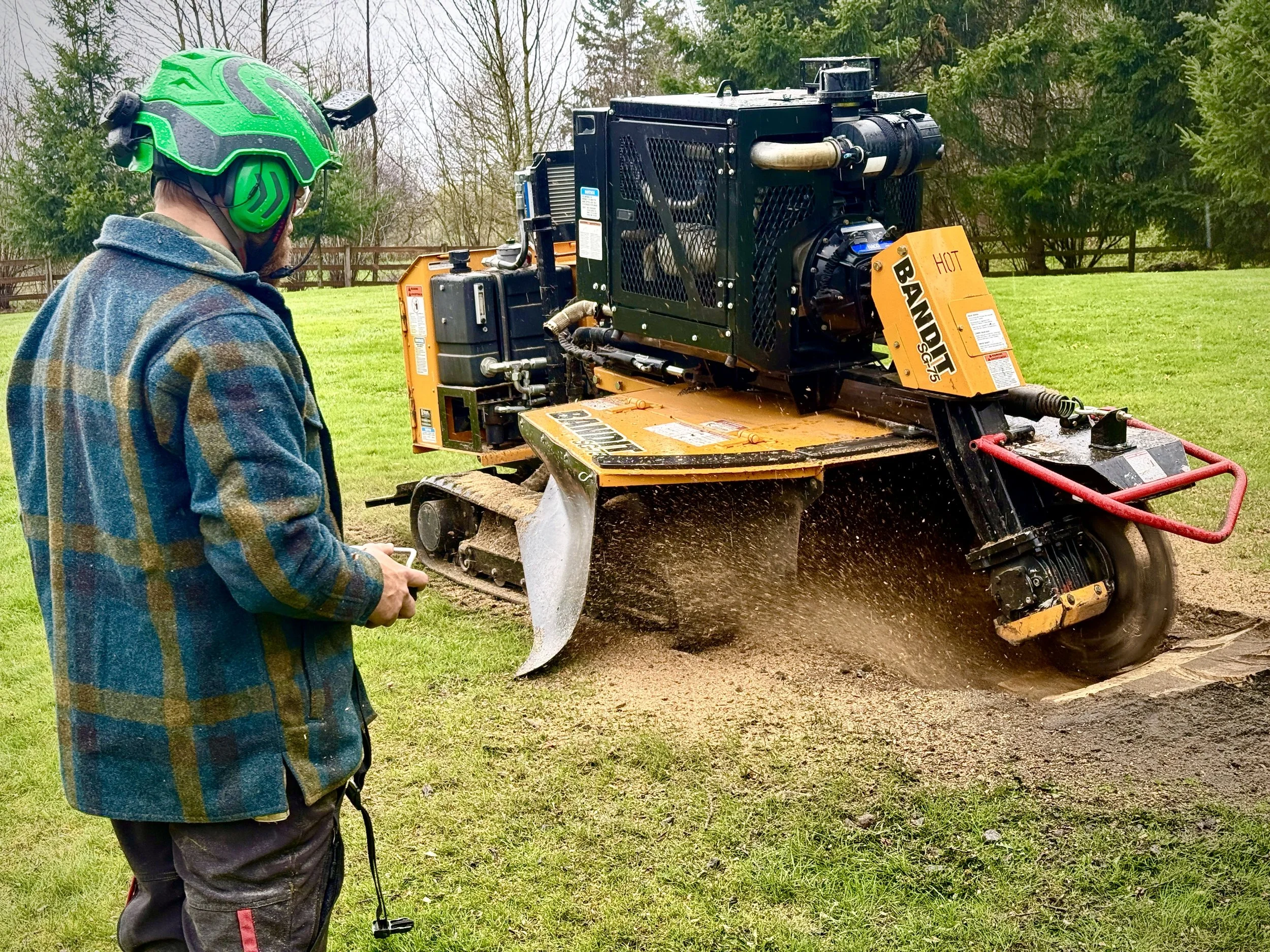 Guilty of Treeson | Ensure Tree Safety Today