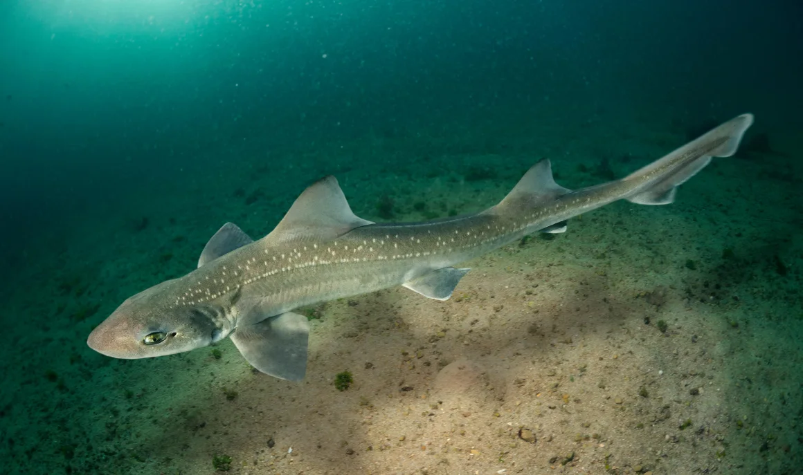 Starry Smoothhound Shark in Ireland | ID, Habitat & Diving — Oceandivers