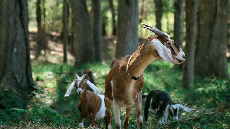 About Our Farm | Visit, Learn, Sustain Today — Deep Roots CPS Farm