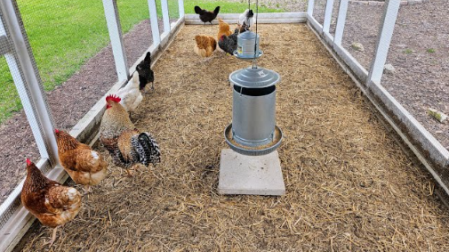 Choosing Between Dirt Open Ground and Covered Ground for Chicken Coop ...