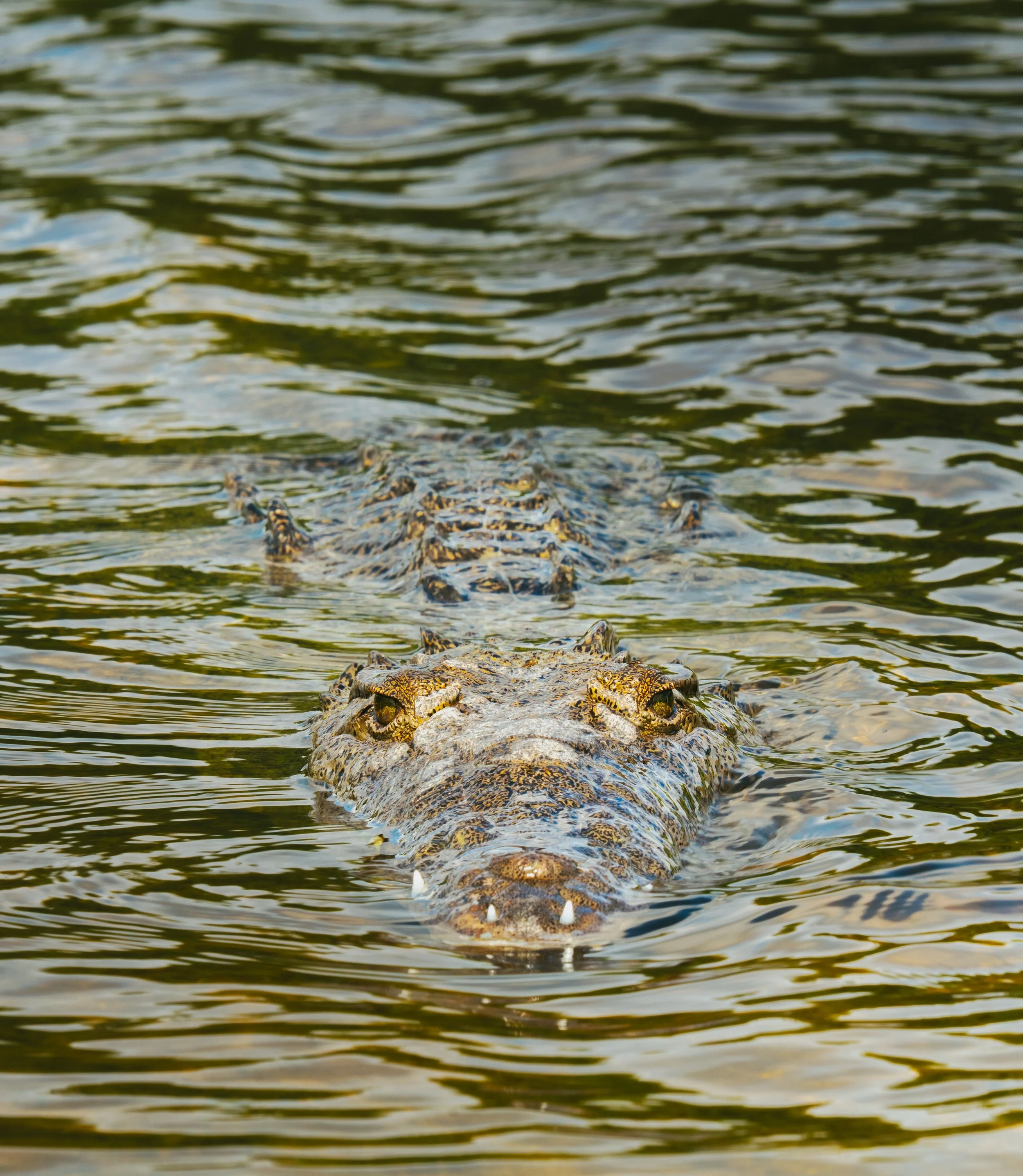 Meet the Crocodiles of the “Croczilla” Everglades Documentary — XPLORIST