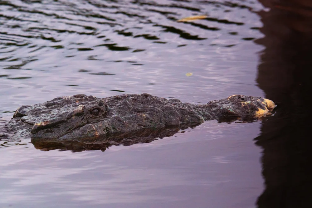 Meet the Crocodiles of the “Croczilla” Everglades Documentary — XPLORIST