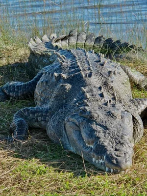 Meet the Crocodiles of the “Croczilla” Everglades Documentary — XPLORIST