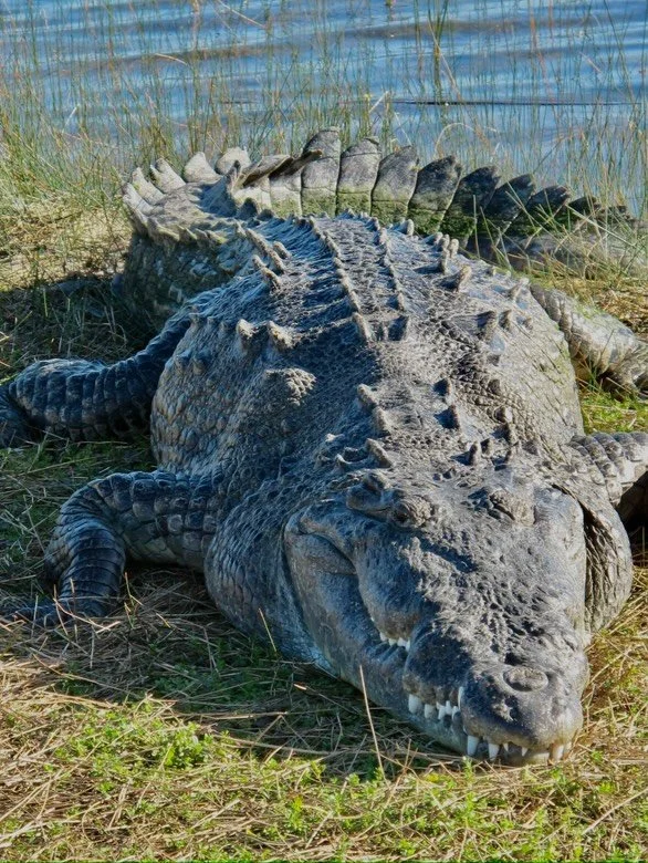 Meet the Crocodiles of the “Croczilla” Everglades Documentary — XPLORIST