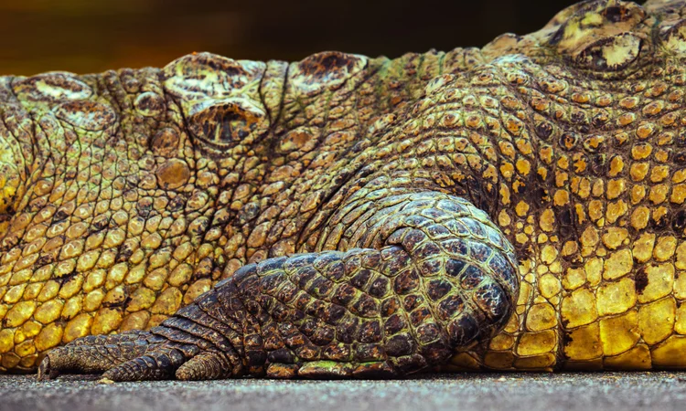 Meet the Crocodiles of the “Croczilla” Everglades Documentary — XPLORIST