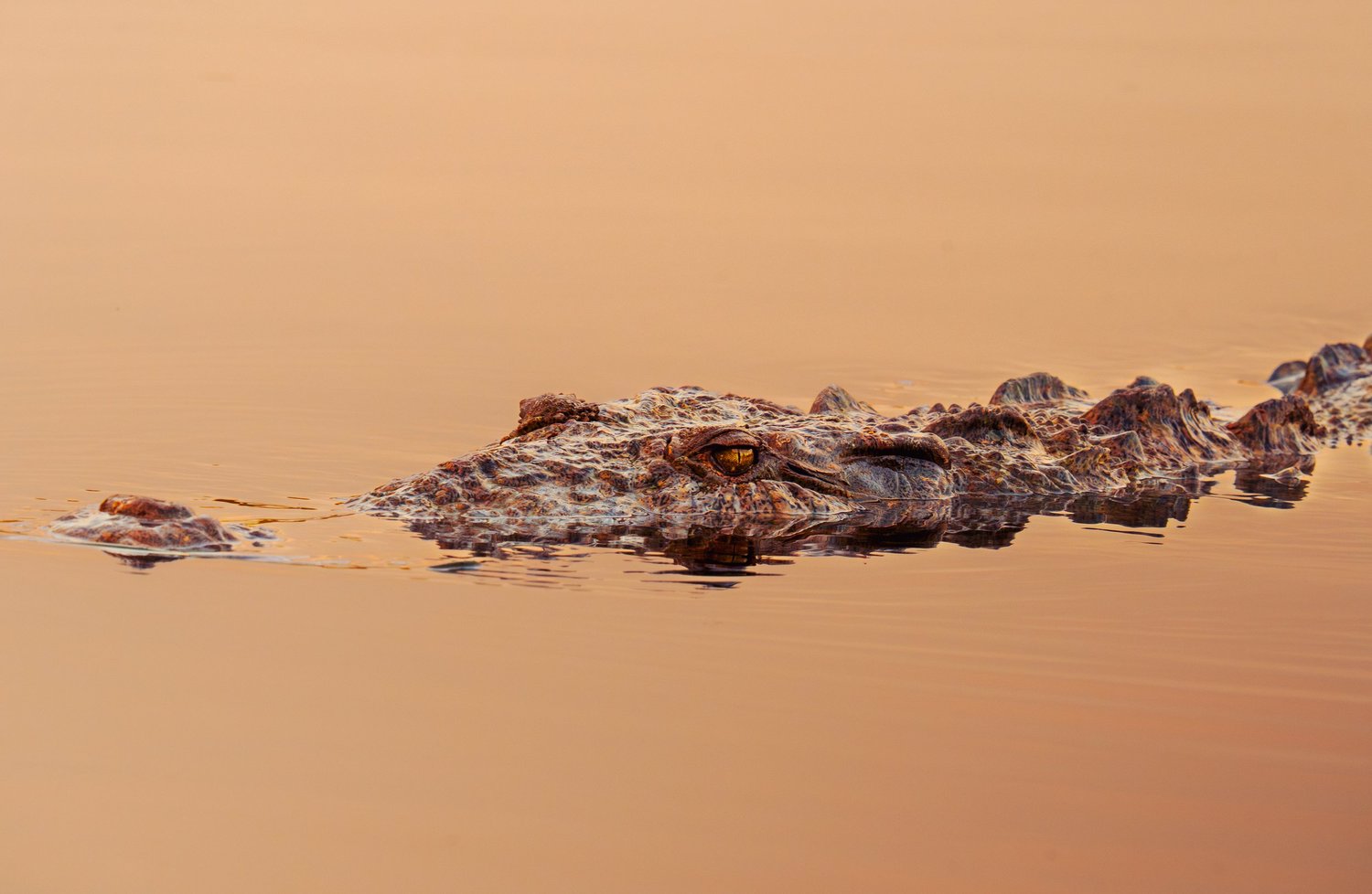 Meet the Crocodiles of the “Croczilla” Everglades Documentary — XPLORIST