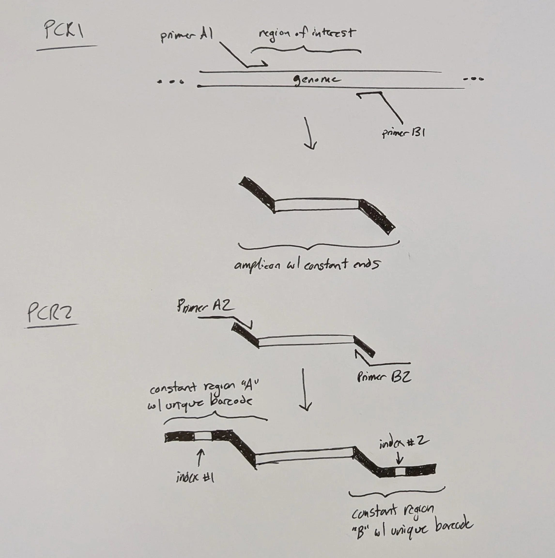 High throughput sequencing w/ Illumina MiSeq i100 — Ryan McNulty