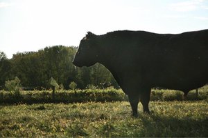 Brock Farms: Freezer Beef & Cattle