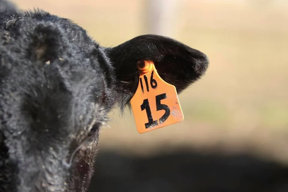 Brock Farms: Freezer Beef & Cattle