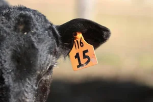 Brock Farms: Freezer Beef & Cattle