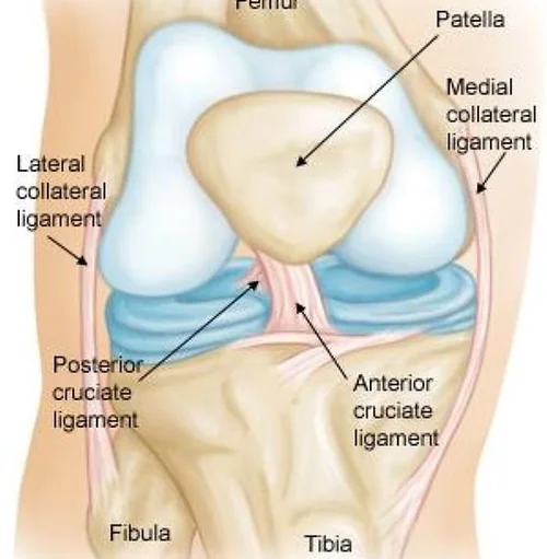 Anterior Cruciate Ligament (ACL) Injury Doctor in Utah — Dr. Dan ...