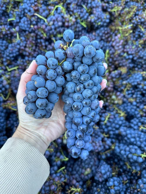harvest morning itinerary — Addison Farms Vineyard