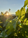 22Oct Harverst Dinner — Addison Farms Vineyard