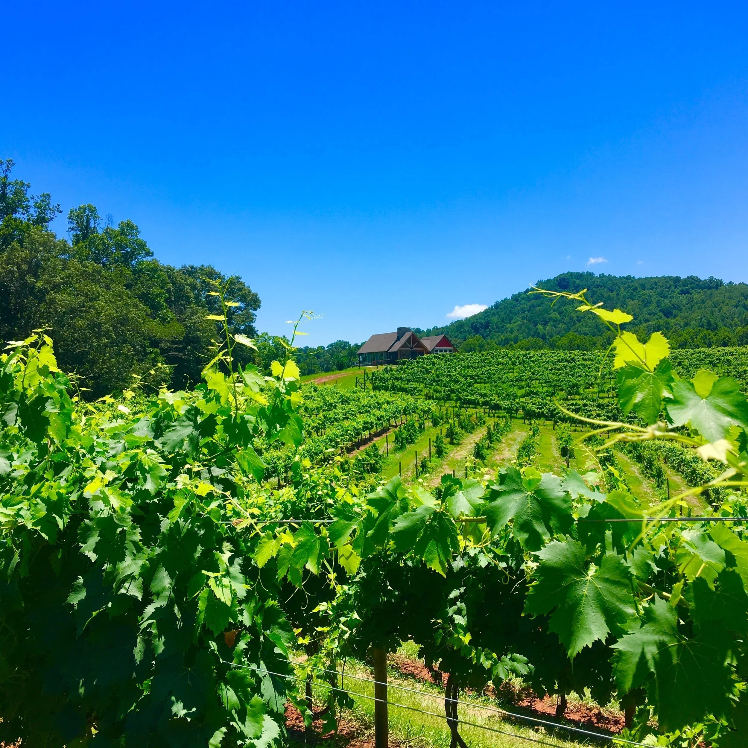 VISIT — Addison Farms Vineyard