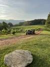Addison Farms Vineyard