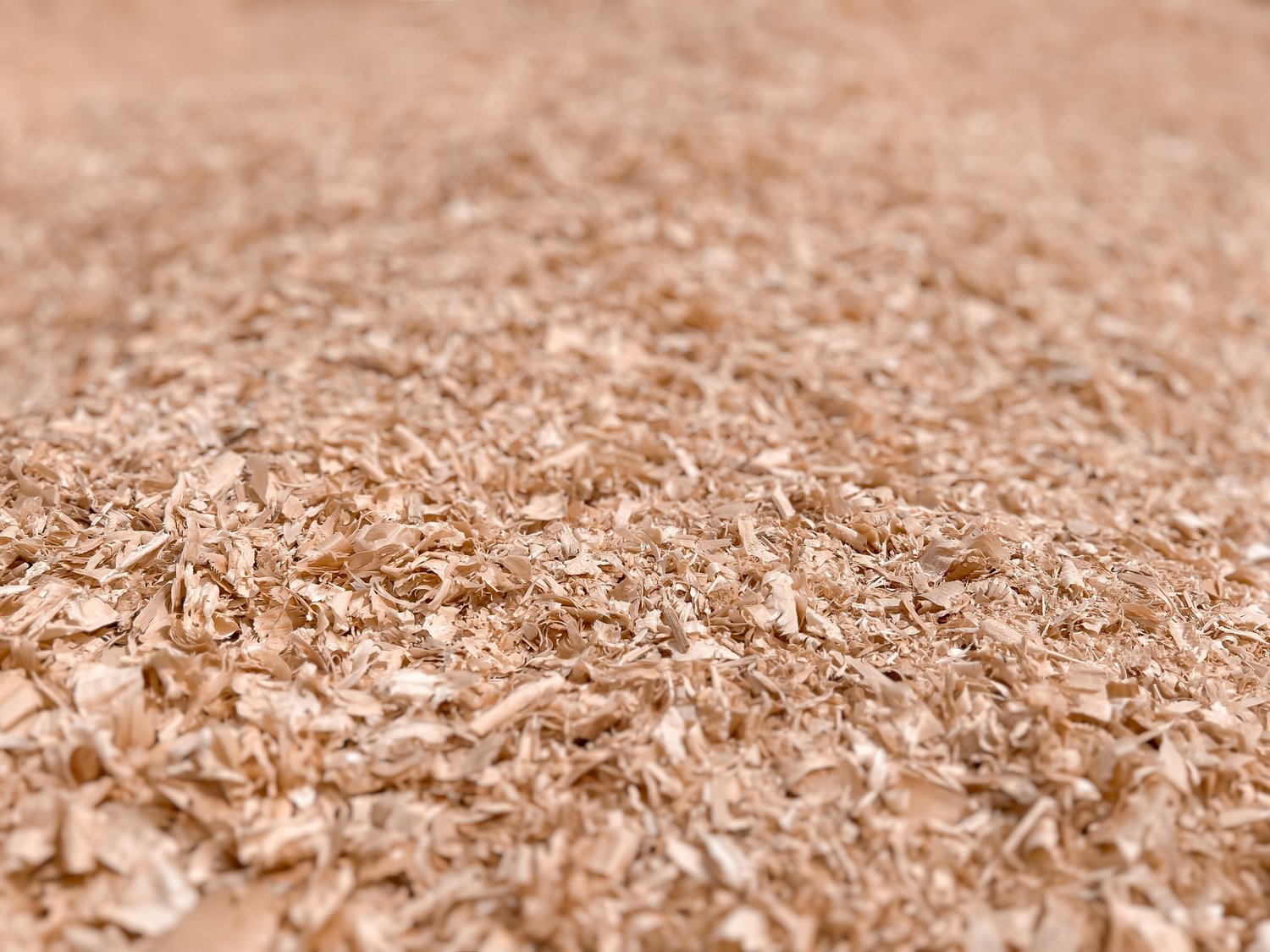 EC SHAVINGS