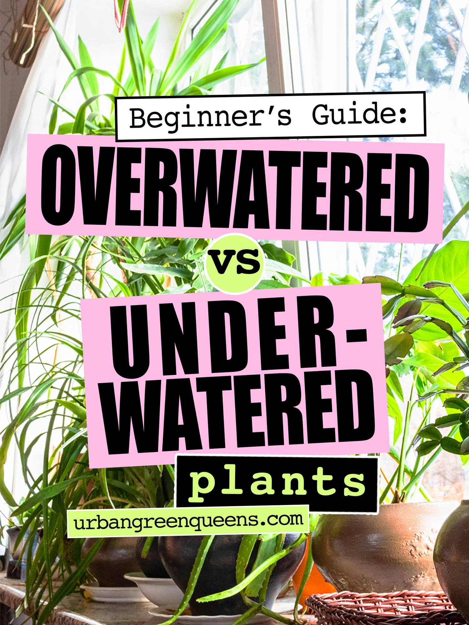 Beginner’s Guide: Overwatered vs. Underwatered Plants — UrbanGreenQueens