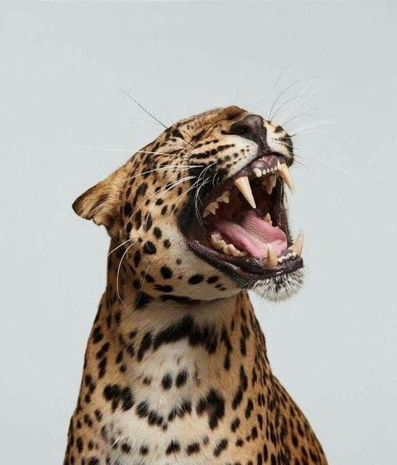 Nuanced Feelings: The Subtle Differences Between Anger, Rage ...