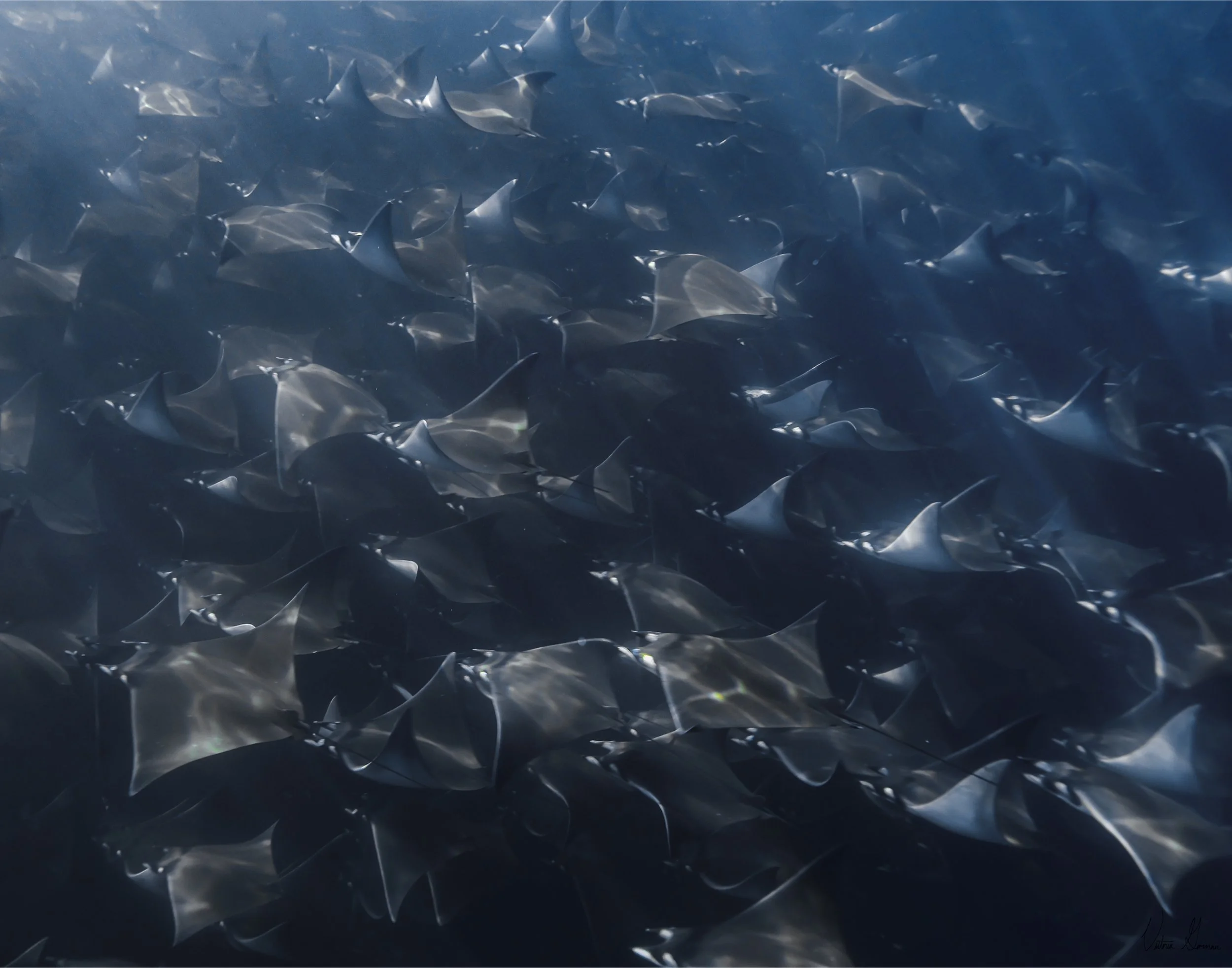 Delicate Depths — Victoria Gorman Photography