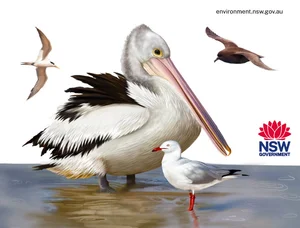 Seabird Identification Guide — Studio Marobi