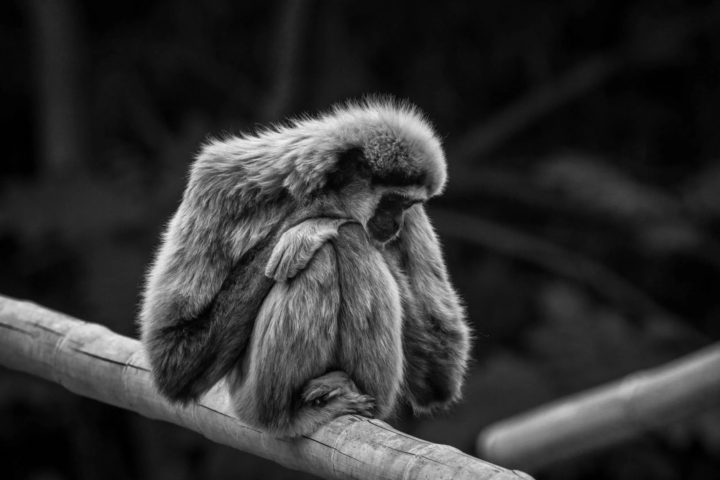 Gibbon Health Initiative | Advancing Gibbon Health through Science and ...