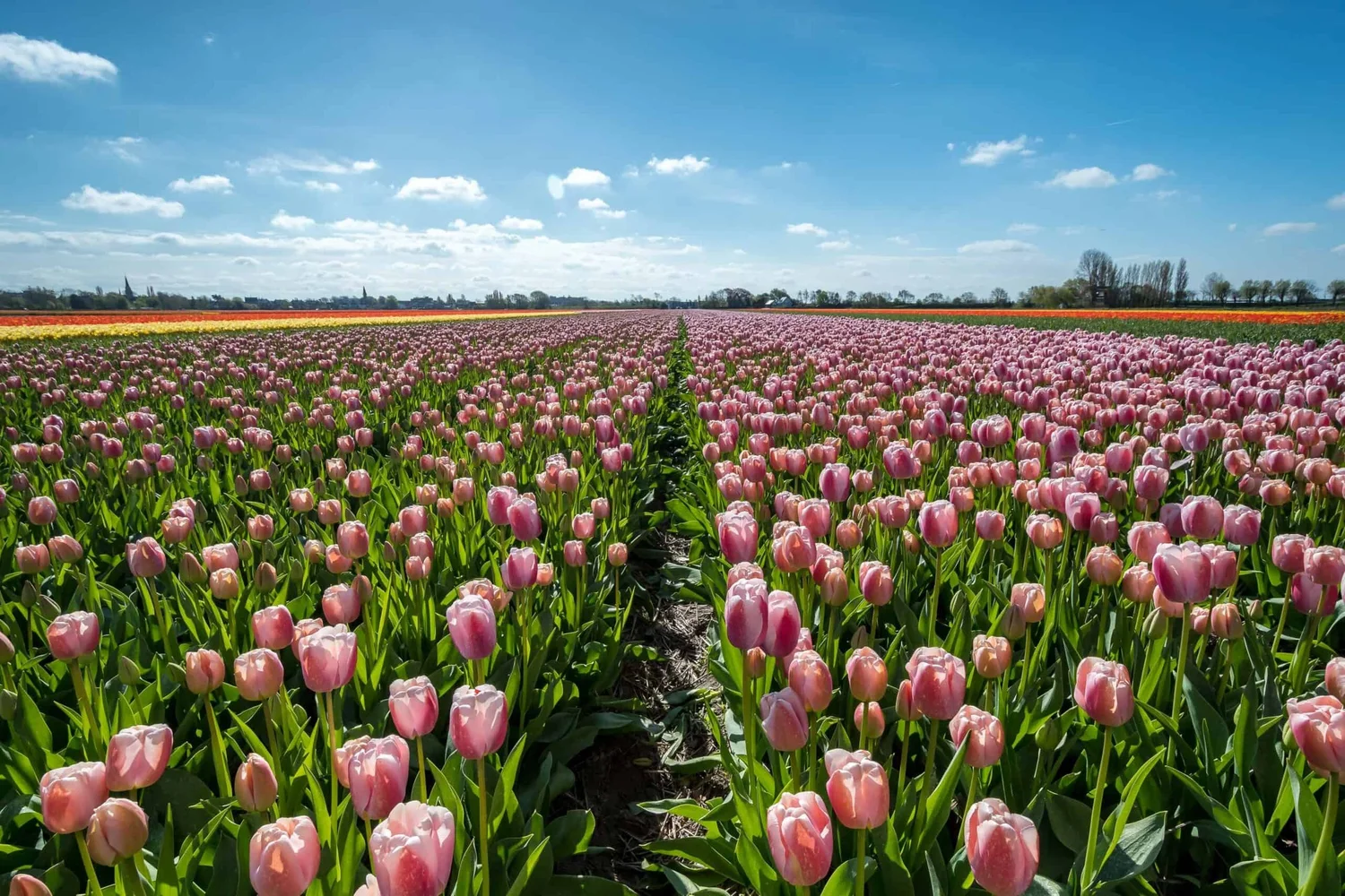 De spirituele betekenis van de tulp — Leef Magisch