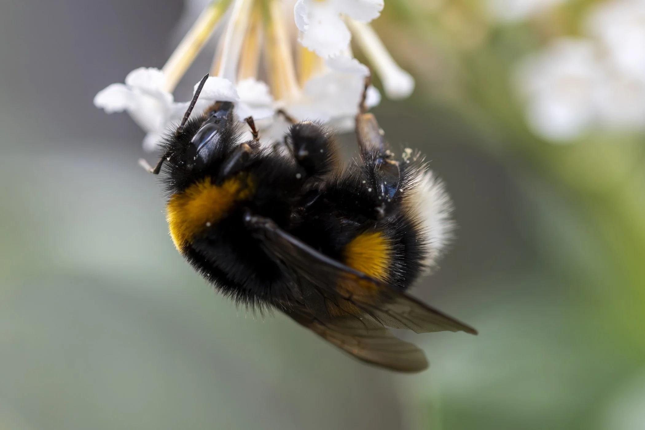 Hommel spirituele betekenis – moed, kracht en magie van dit krachtdier ...