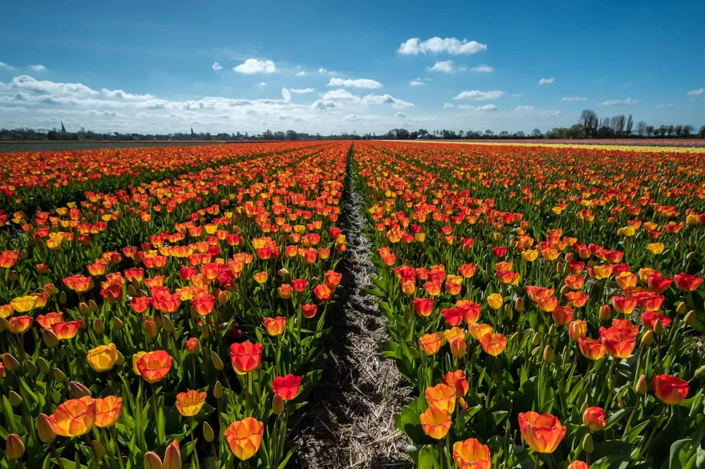 De spirituele betekenis van de tulp — Leef Magisch