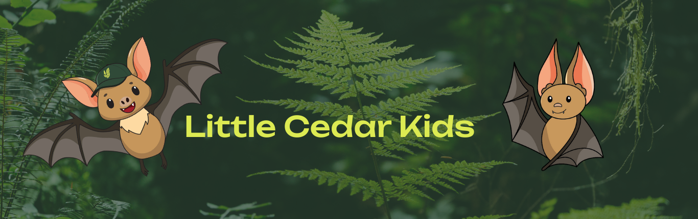 Little Cedar Kids — Squamish Canyon