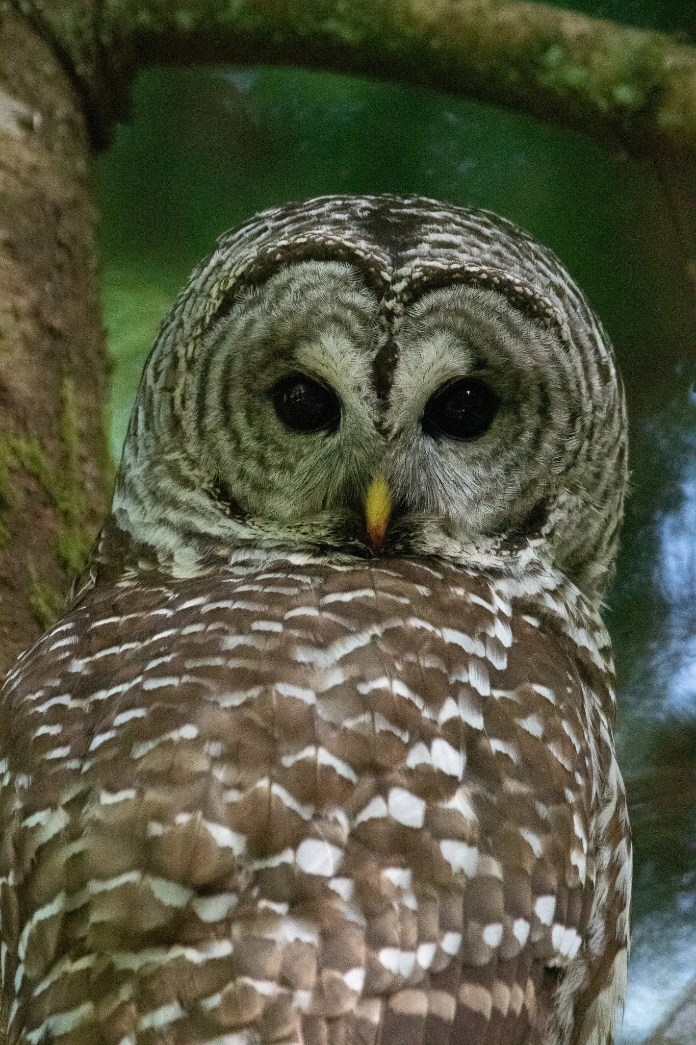 Captivating Barred Owl Print – Kingston, WA Wildlife Photography — KAT ...