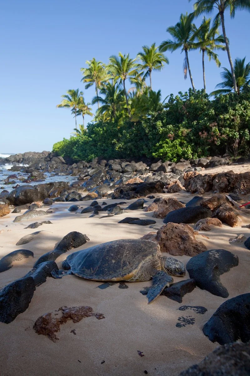 Military Housing — HAWAII MILITARY GUIDE