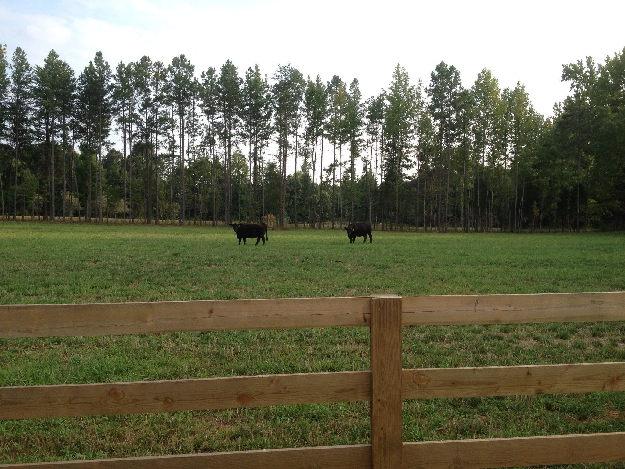Atkinson Angus | 100% Black Angus Beef | Pasture-Raised | Grain ...