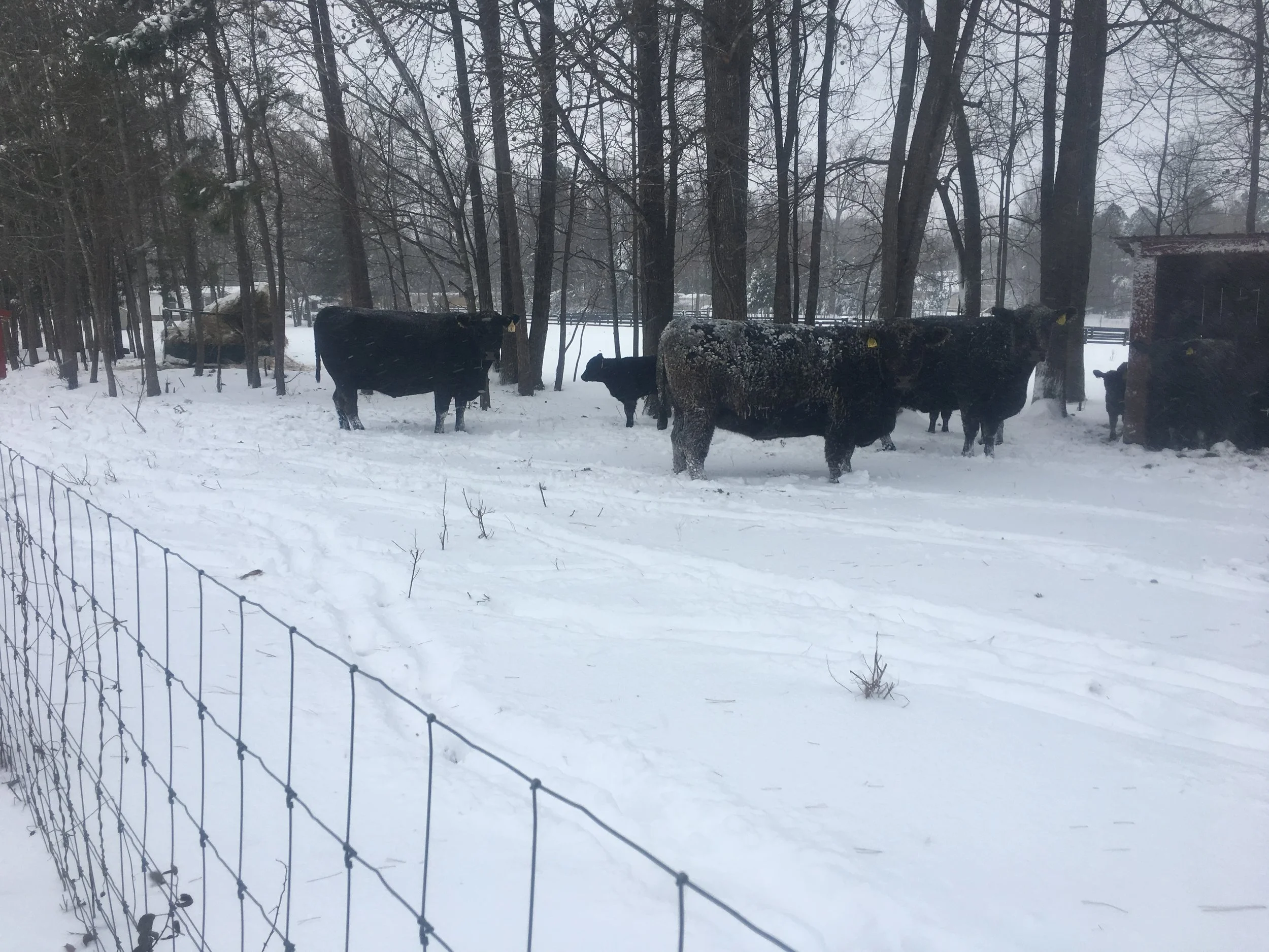 About | Family-Farm — Atkinson Angus