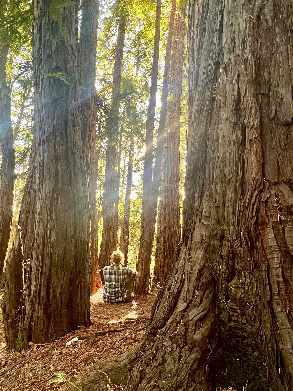 About | Empower Your Healing Journey — Shefa Wellness