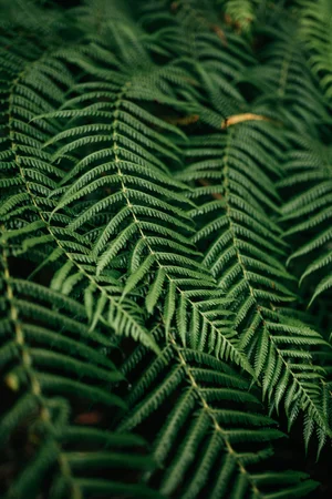 About | Empower Your Healing Journey — Shefa Wellness