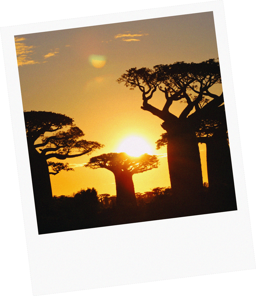 Madagascar Nature Conservation