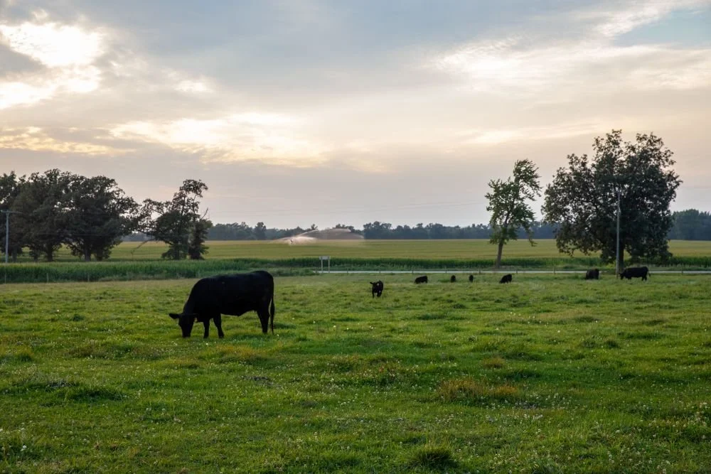 Pleasant View Beef