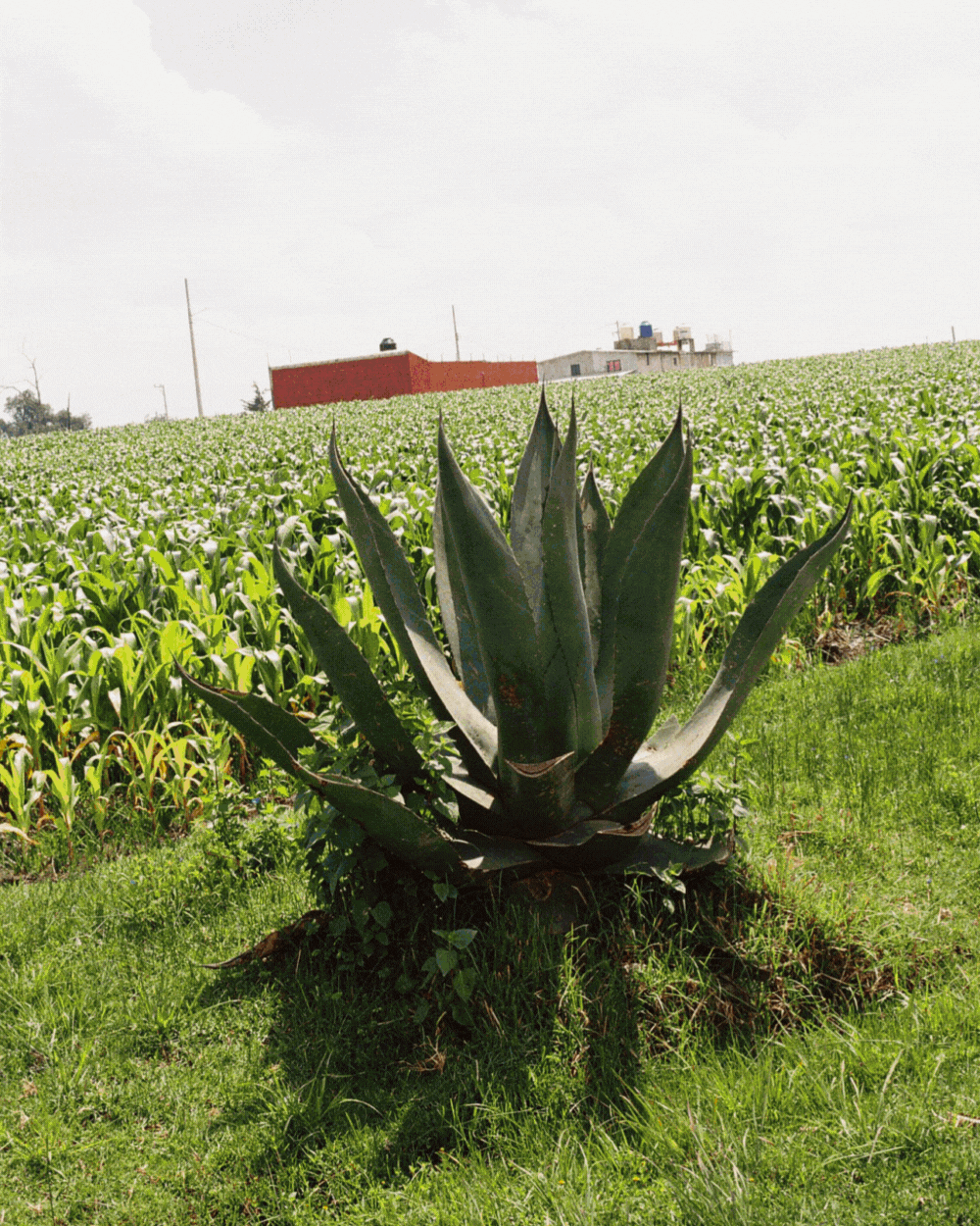 OUR CREATIONS — Papyro Creative Lab