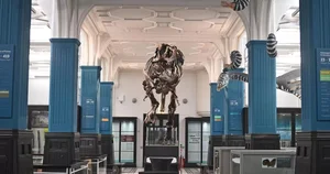Fossils & Dinosaur Gallery | Manchester Museum — Manchester Museum
