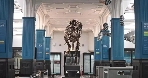 Fossils & Dinosaur Gallery | Manchester Museum — Manchester Museum